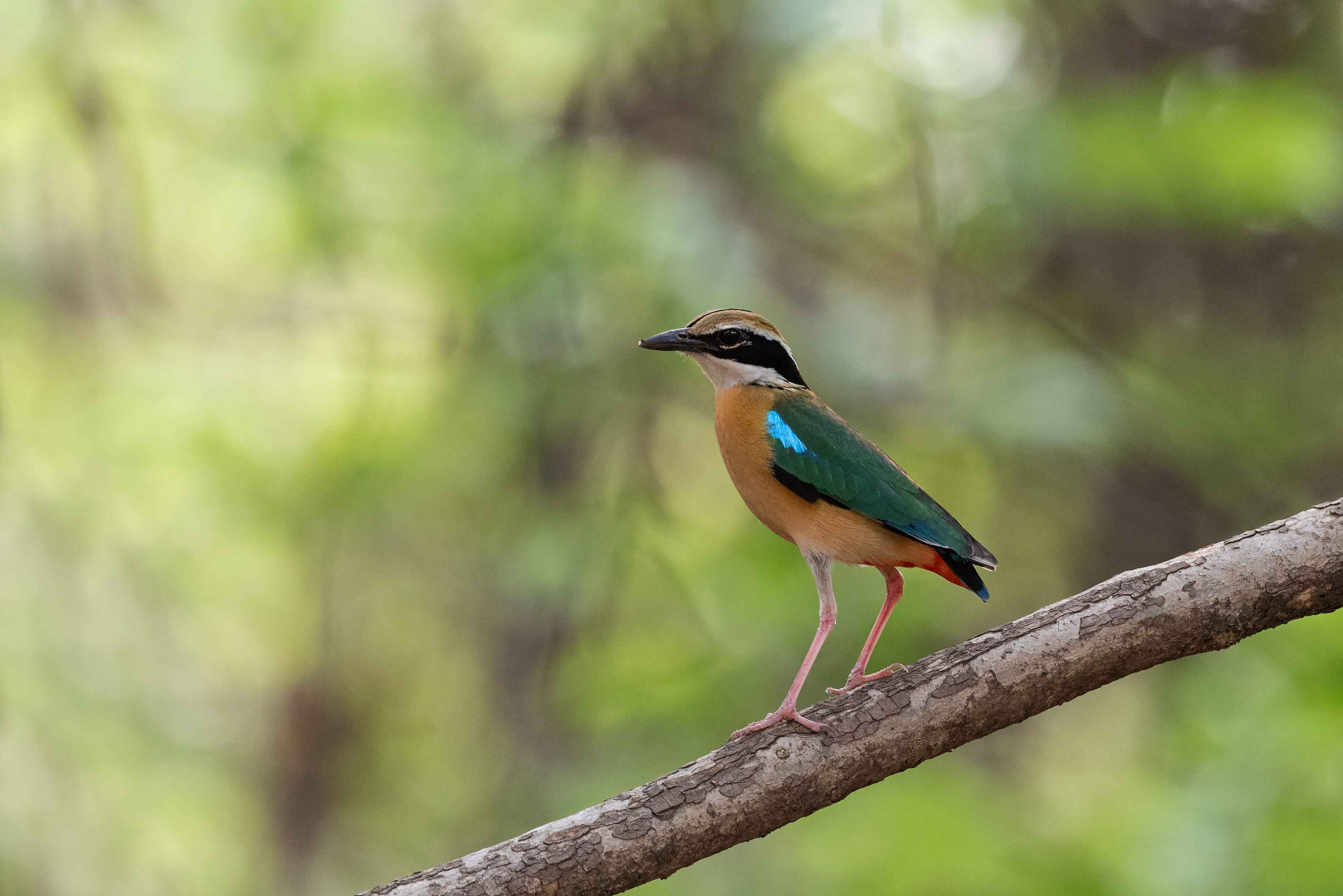 Adventure & Jungle Activities in Tadoba